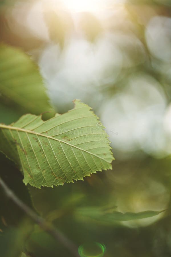 Vertical Shallow Focus of a Gnawed Green Leaf on a Tree Branch Stock ...