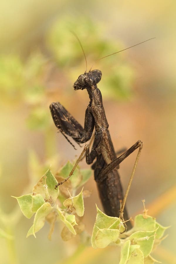 Vertical Shallow Focus of a Mediterranean Brown Praying Mantis Stock ...