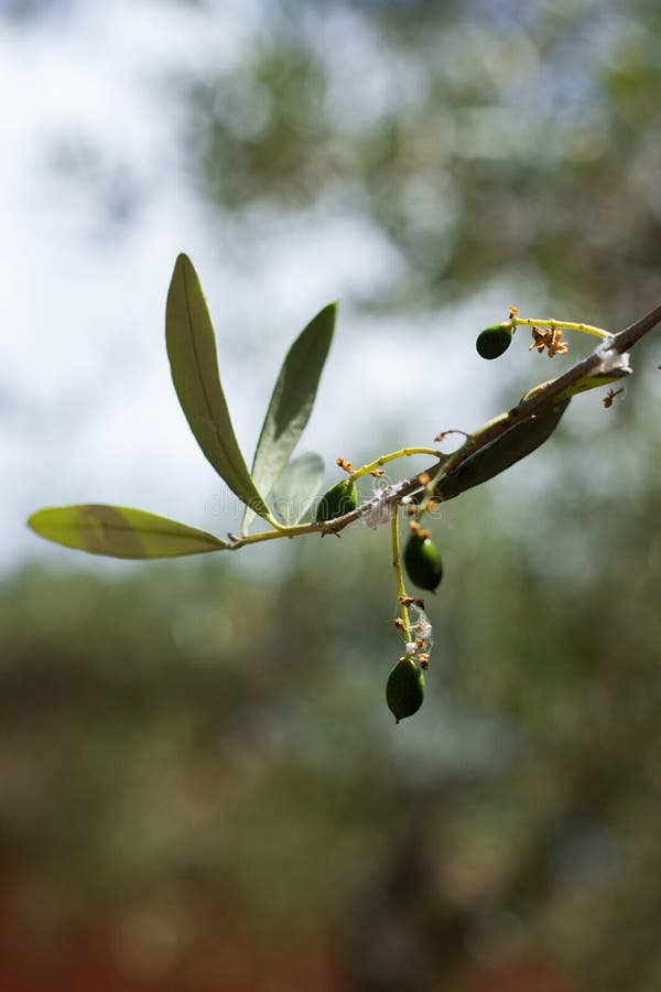 Vertical Shallow Focus of an Olive Tree Branch with Small Olives ...