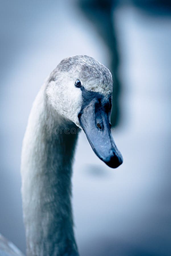 Vertical Shallow Focus Portrait of a Trumpeter Swan (Cygnus Buccinator ... Vertical Shallow Focus Portrait of a Trumpeter Swan (Cygnus Buccinator ...