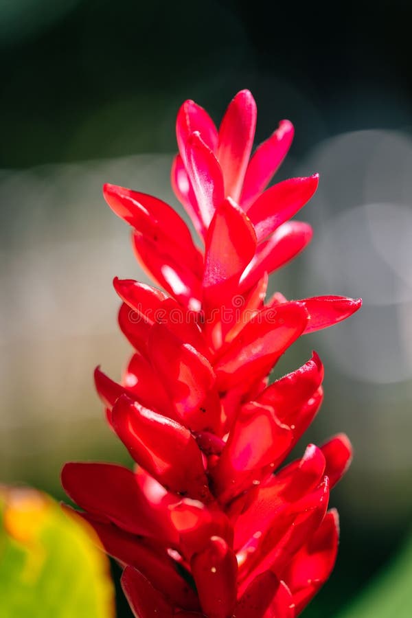 Vertical Shallow Focus of a Red Ginger Plant Stock Photo - Image of ...