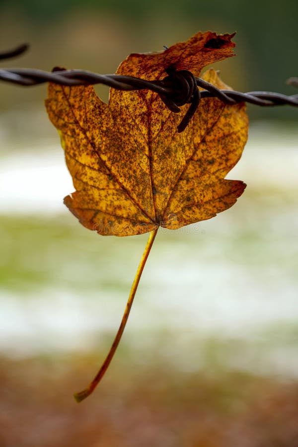 Vertical Shallow Focus Shot of an Autumn Leaf Spiked by Barbed Wire ...