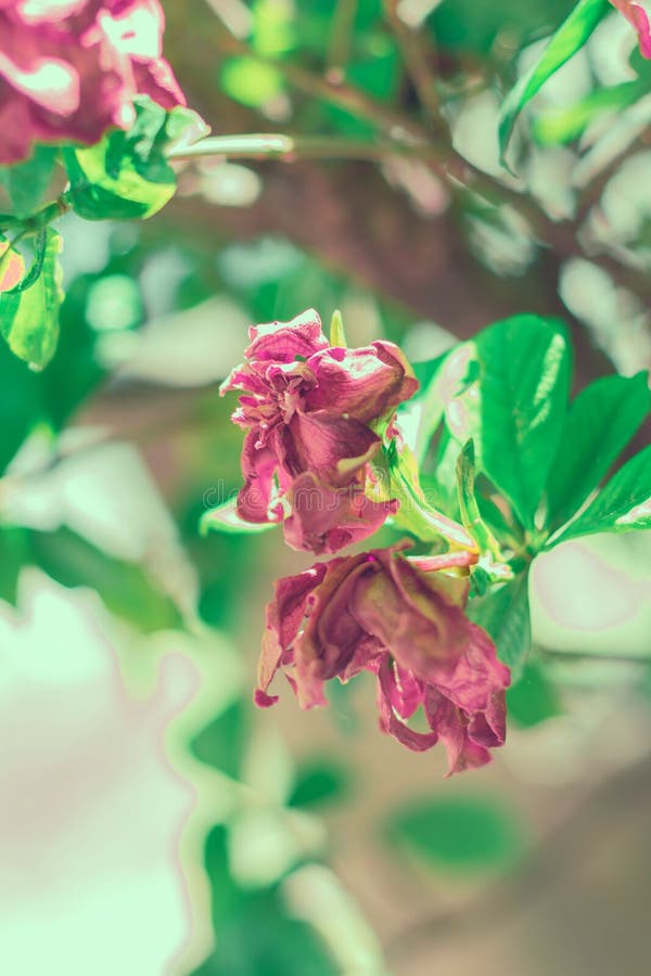 Vertical Shallow Focus Shot of White and Pink Roses on a Bush Stock ...