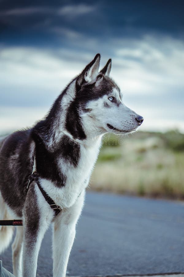 150 Siberian Husky Side Profile Stock Photos - Free & Royalty-Free ...