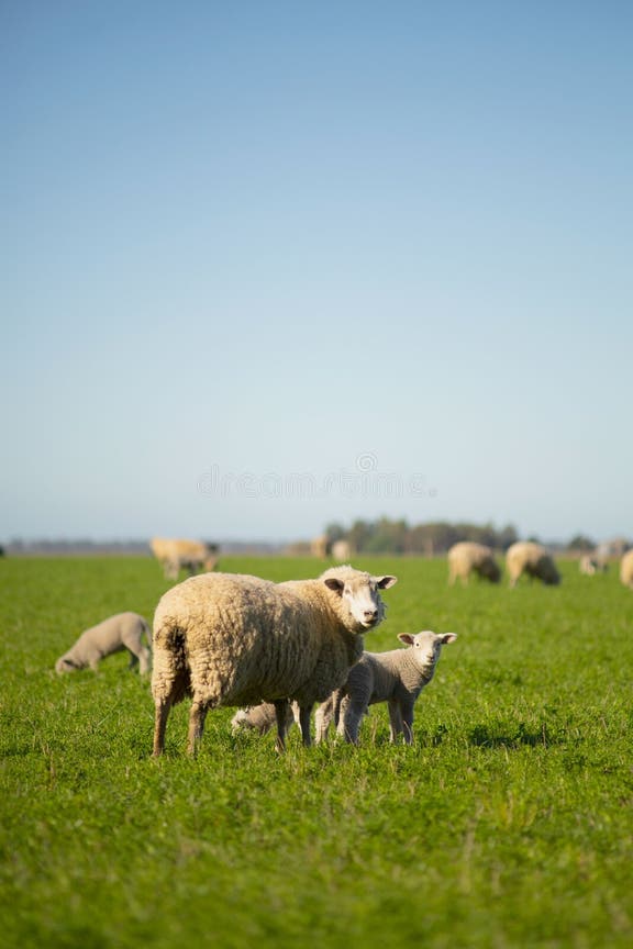 Vertical of Sheep in a Field Under a Blue Sky. Stock Image - Image of ...