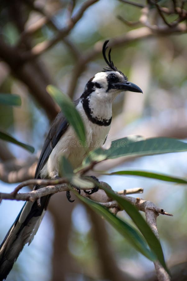 Vertical Shit of a Black-throated Magpie-jay Bird Perched on a Tree ...