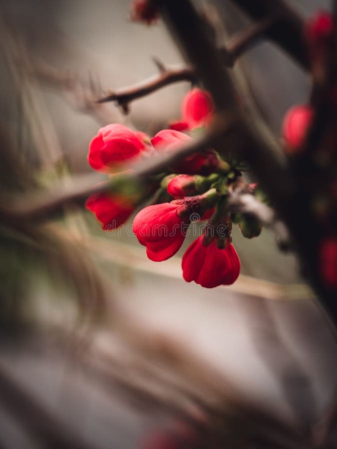 Vertical Shor of Red Blossoms on the Tree Stock Image - Image of plant ...