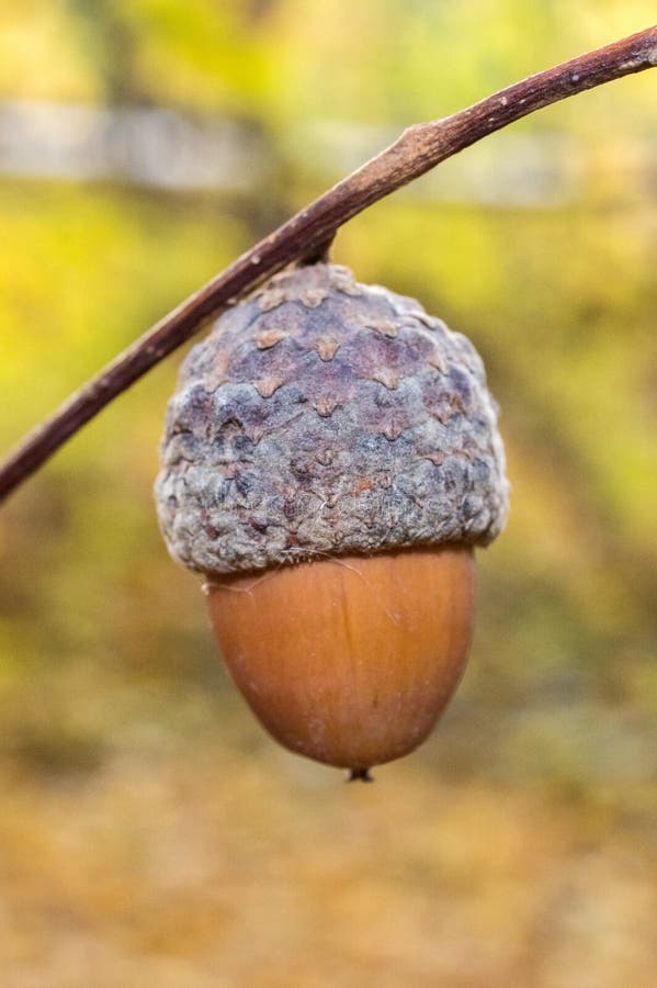 Acorn in Oak Forest. Close Up. Forest after Rain Stock Image - Image of ...