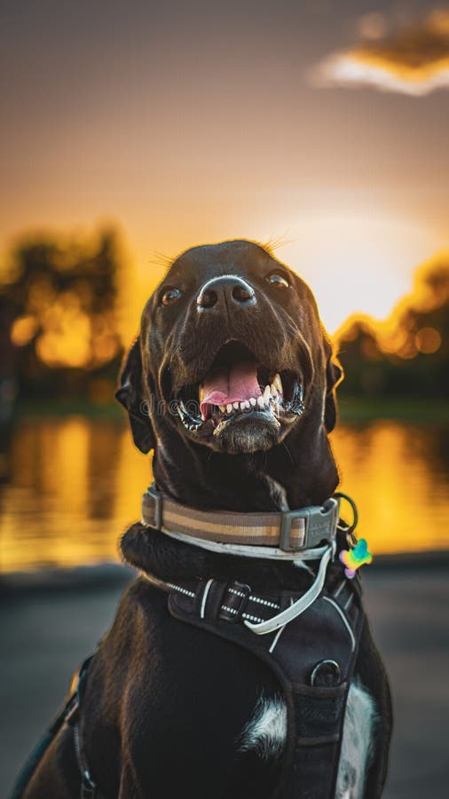 Vertical Shot of an Adorable Big Black Dog in the Park Stock Photo ...