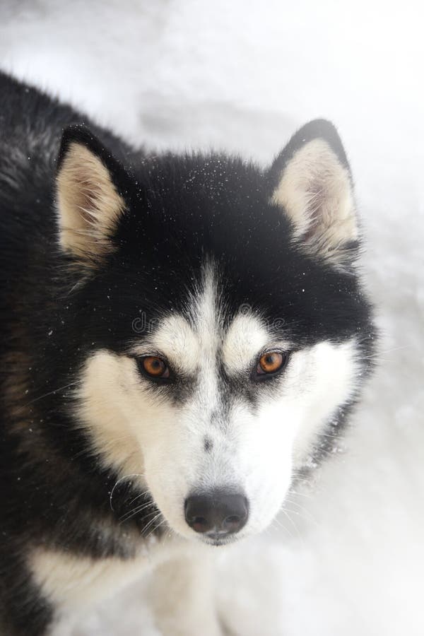 Vertical Shot of an Adorable Blackhusky Stock Image - Image of purebred ...