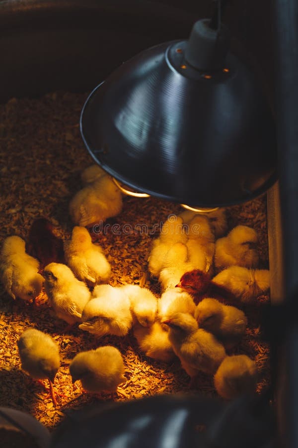 Vertical Shot of Adorable Chicks Walking in a Brooder Under a Yellow ...