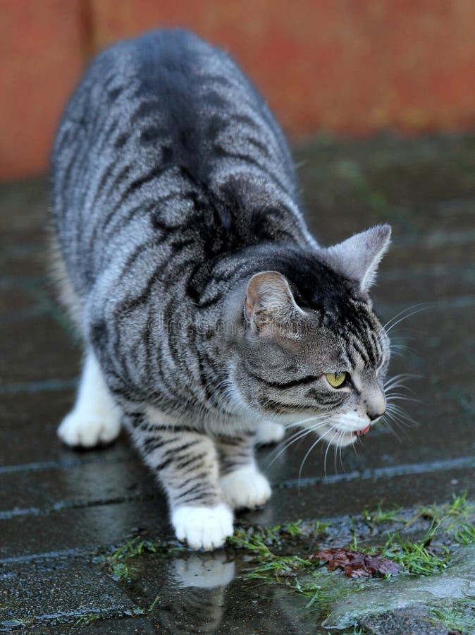 Vertical Shot of an Adorable Furry Cat Stock Photo - Image of wild ...