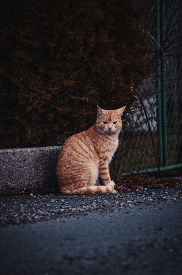 Vertical Shot of an Adorable Ginger Orange Cat on a Street Stock Photo ...