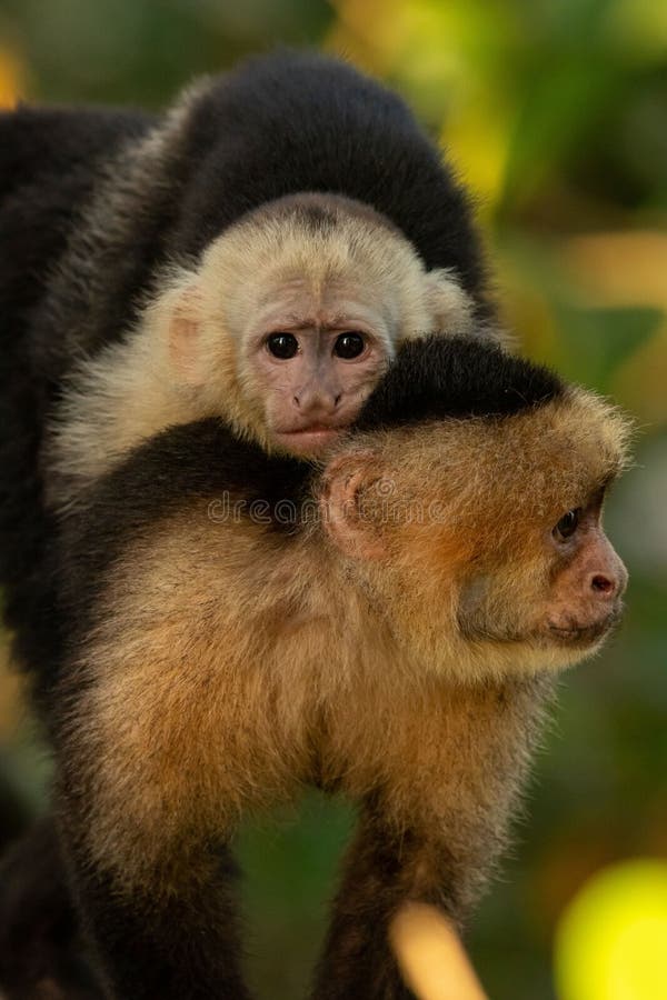 Vertical Shot of an Adorable Monkey Mother Carrying Its Baby on Its ...