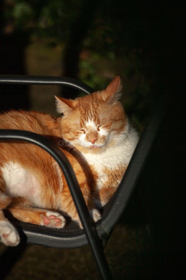 Vertical Shot of an Adorable Sleepy Ginger Tabby Cat Lying on the Chair ...