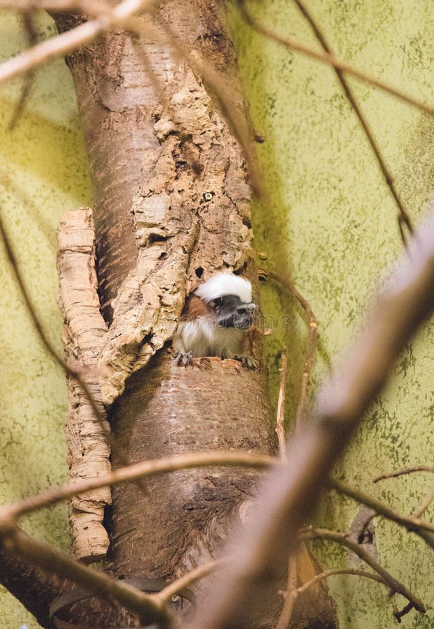 Old hallow tree stock photo. Image of hallowed, prefect - 102328824