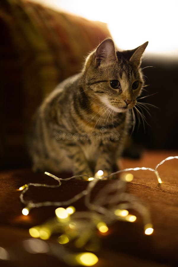 Vertical Shot of an Adorable Striped Tabby Cat with Christmas Lights ...