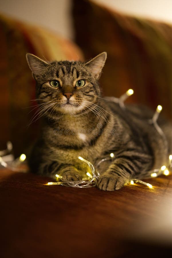 Vertical Shot of an Adorable Striped Tabby Cat with Christmas Lights ...