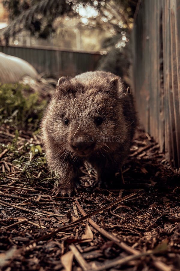 Vertical Shot of an Adorable Wombat at a Zoo Stock Photo - Image of ...