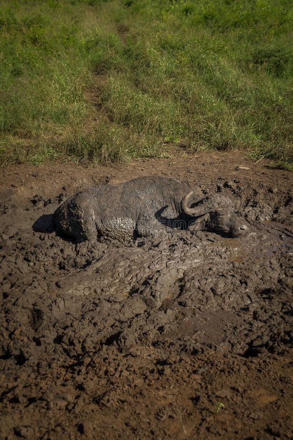 Vertical Shot of the African Buffalo in a Mud Stock Image - Image of ...