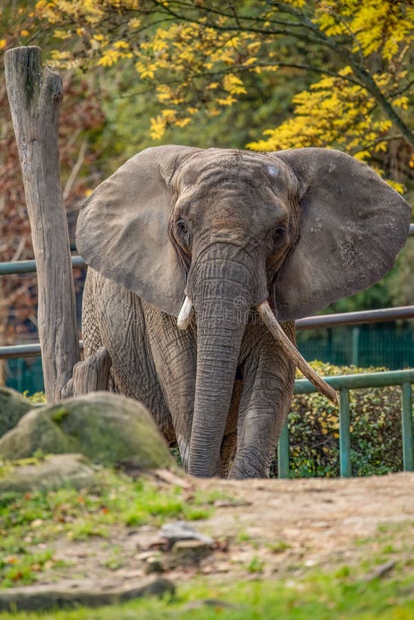 Vertical Shot of an African Bush Elephant in the Zoo Park Stock Photo ...