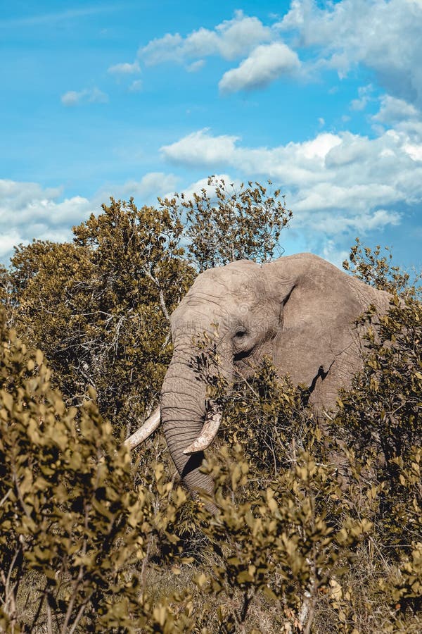 Vertical Shot of an African Elephant in the Bushes. Stock Photo - Image ...