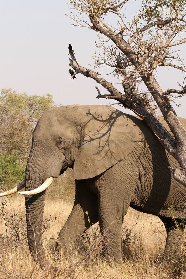Vertical Shot of an African Elephant Standing Under a Tree in a South ...