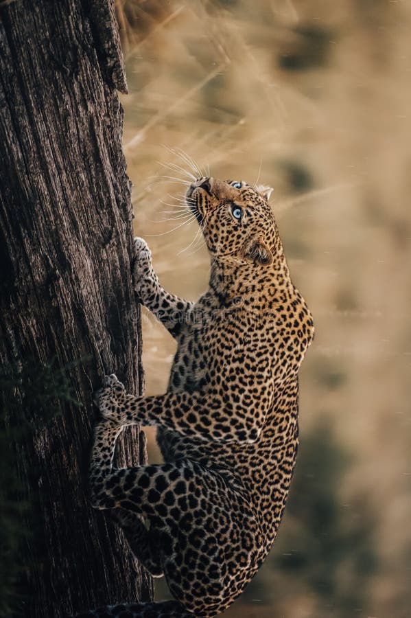 Vertical Shot an African Leopard Standing on a Fallen Tree Branch and ...
