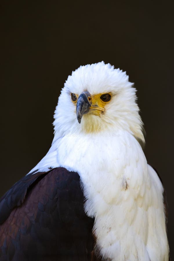 Vertical Shot of African Osprey Bird Against Blur Background Stock ...