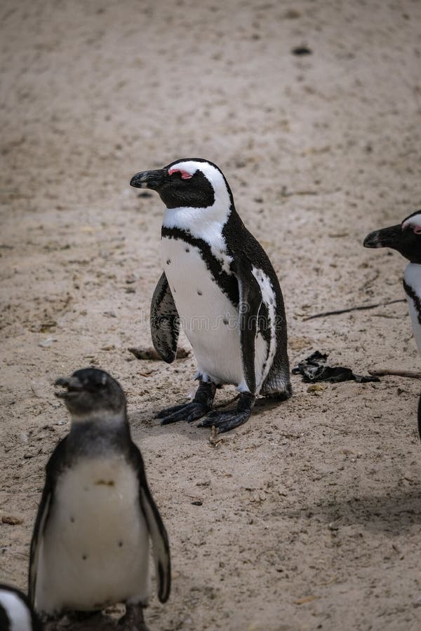 Vertical Shot of African Penguins in a Zoo during the Day Stock Image ...