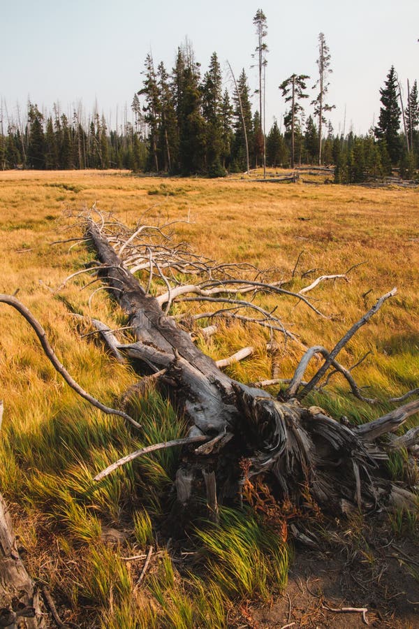 Vertical Shot of an Aged Rotten Tree in a Field Covered in the Grass ...