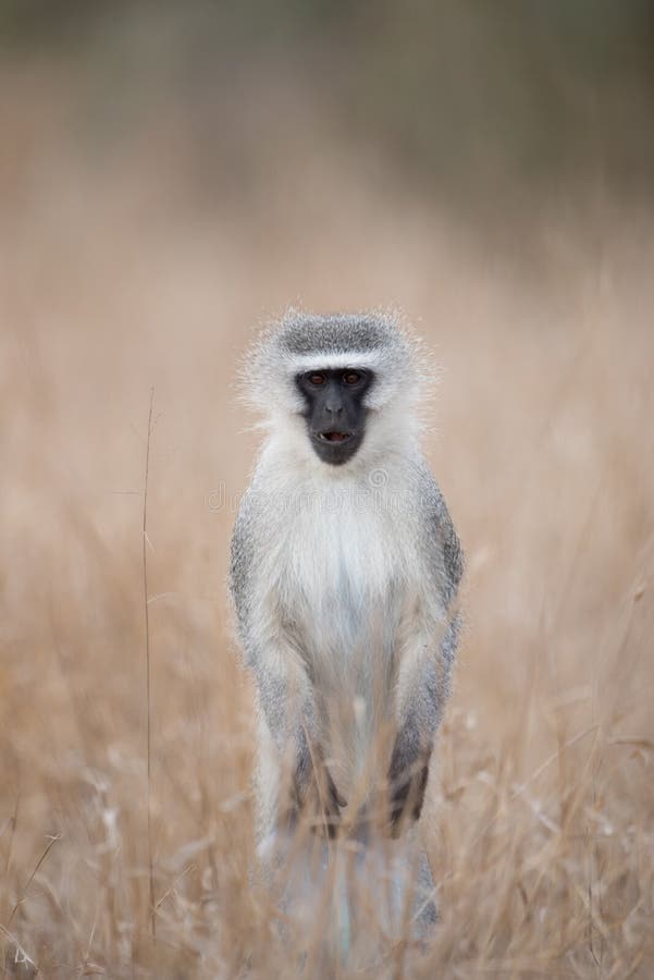 Vertical Shot of an Alert Blackface Monkey Standing on the Bush Stock ...