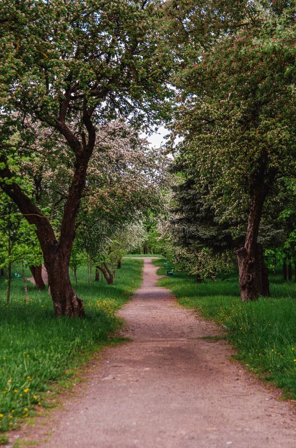 Vertical Shot of an Alley in a Beautiful Spring Park with Trees Stock ...