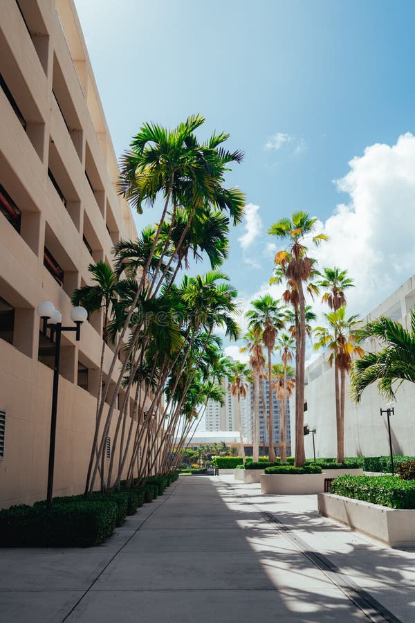 Vertical Shot of an Alley Lined with Palm Trees Stock Image - Image of ...