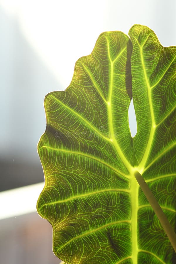 Vertical Shot of an Alocasia, Elephant Flower Leaf Stock Image - Image ...
