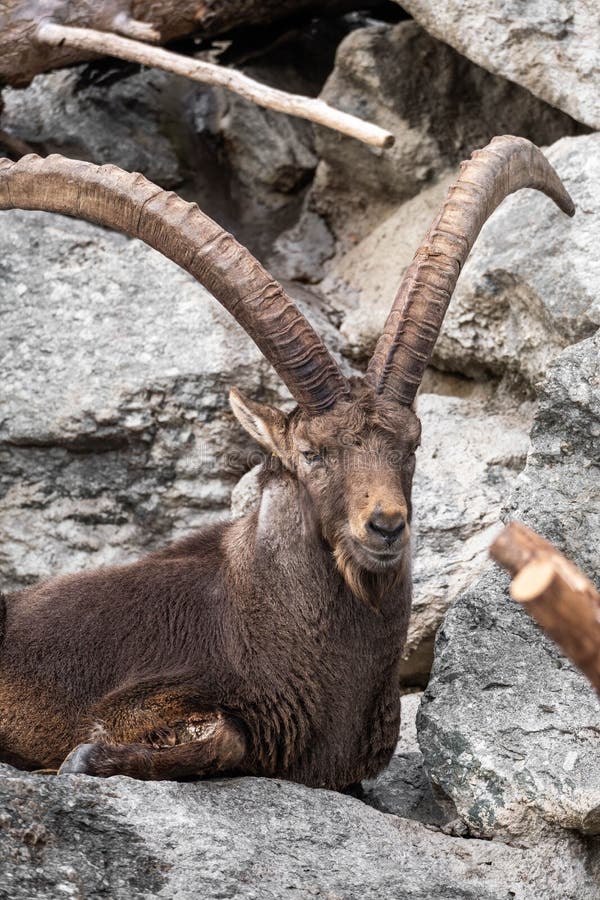 Vertical Shot of Alpine Ibex & X28;Capra Ibex& X29; Stock Image - Image ...