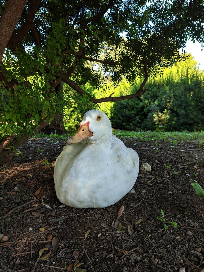 Vertical Shot of an American Pekin Duck Sitting on the Ground Stock ...