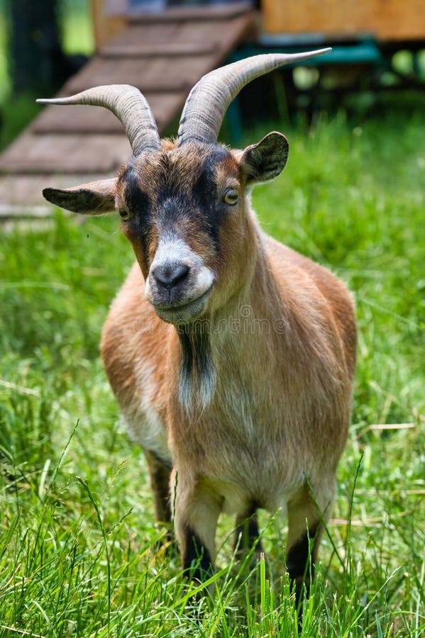 Vertical Shot of an American Pygmy Goat on a Farm Stock Image - Image ...