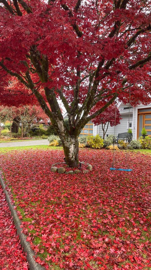 Vertical Shot of an American Red Maple Tree with Fallen Leaves ...