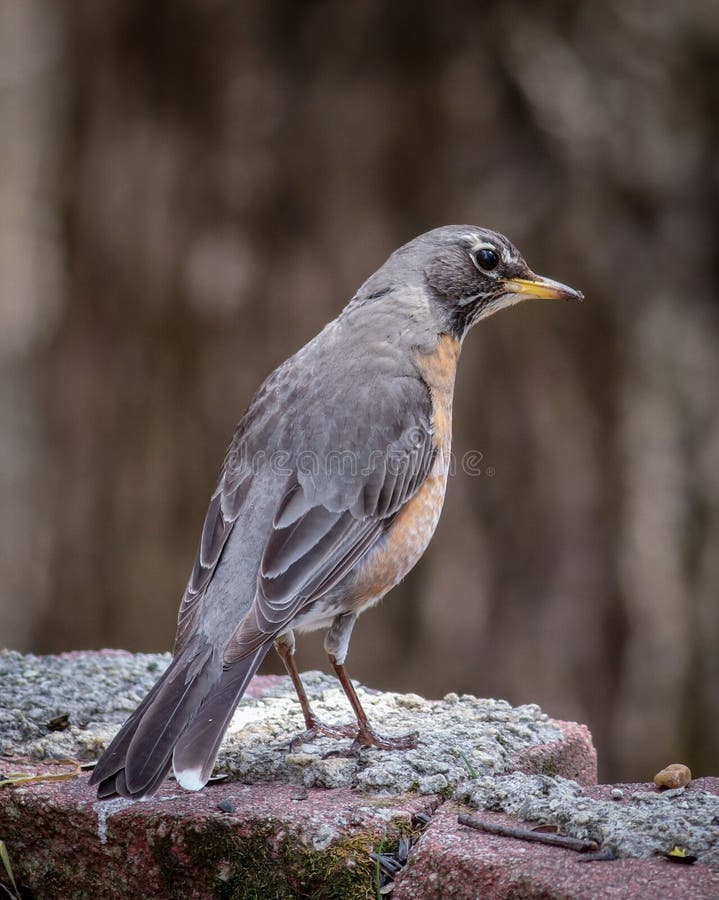 Vertical Shot of an American Robin Sitting on a Wall Stock Image ...