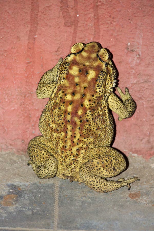 Vertical Shot of American Toad on a Concrete Stock Photo - Image of ...