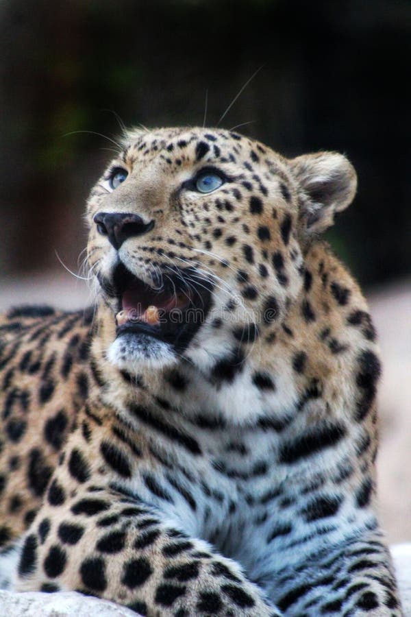 Vertical Shot of an Amur Leopard Looking Up with Mouth Open Stock Image ...