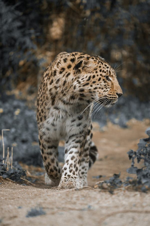 Vertical Shot of a Amur Leopard in the Wilderness of Our Nature Stock ...