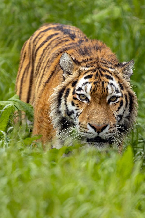 Vertical Shot of an Amur Tiger Looking into the Camera Stock Photo ...