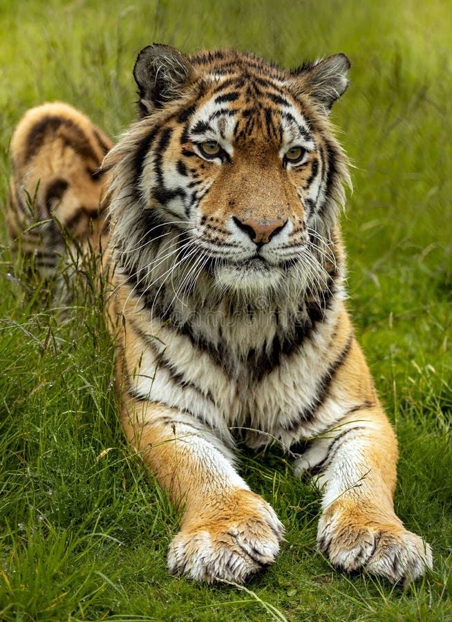 Vertical Shot of an Amur Tiger Looking into the Camera Stock Photo ...