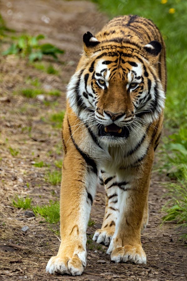 Vertical Shot of Amur Tiger Walking through Grassland Stock Photo ...