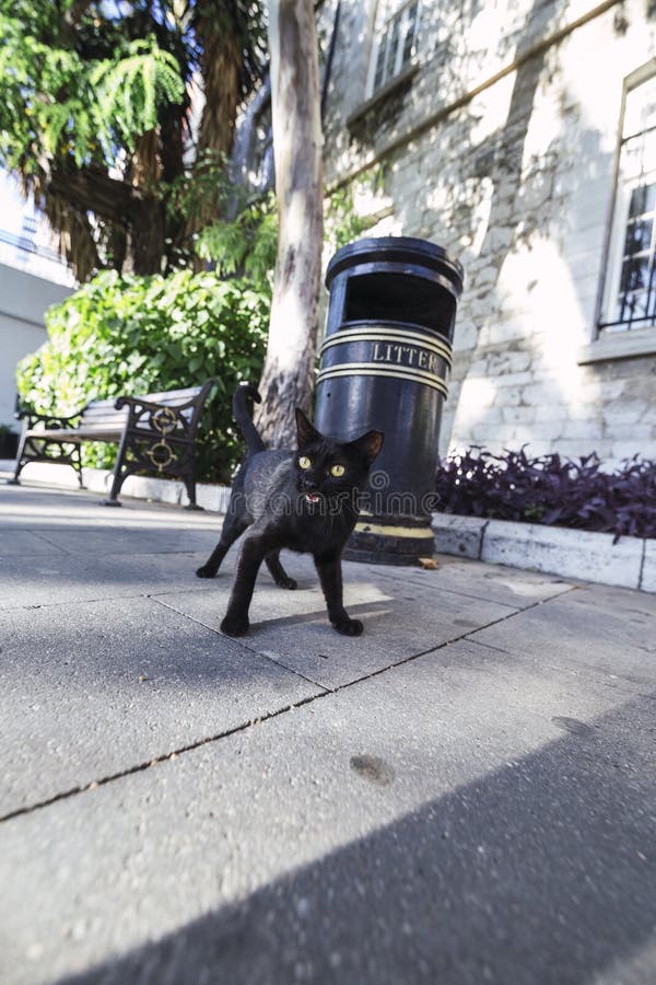 Vertical Shot of an Angry Black Cat Outdoors Stock Photo - Image of ...
