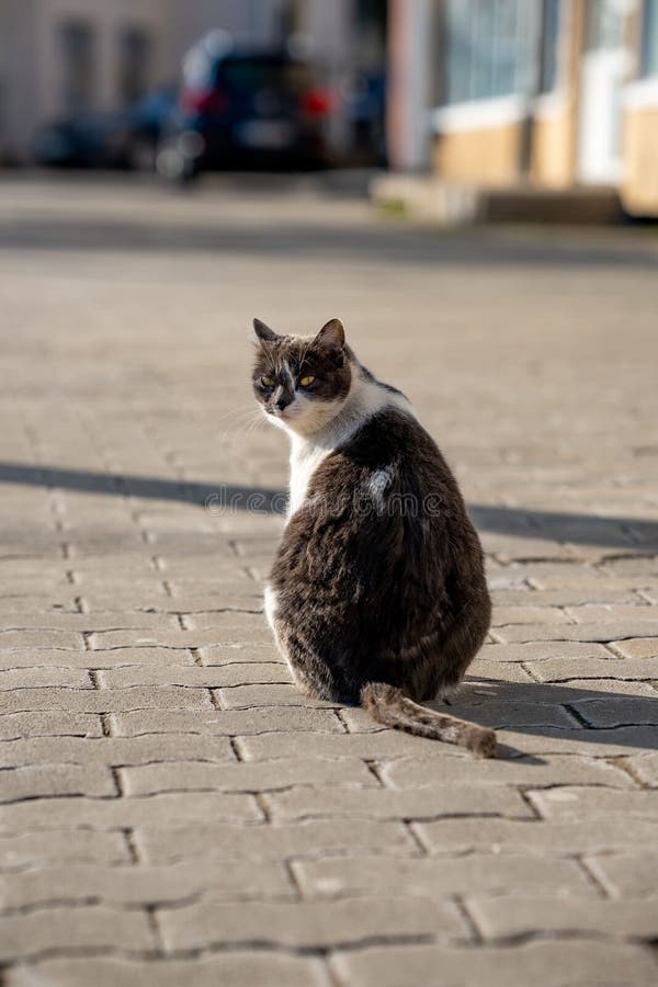 A Vertical Shot of a Angry Cat Sitting on the Ground Looking Back at ...