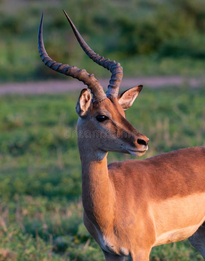 Vertical Shot of an Antelope Standing in a Green Field Stock Image ...