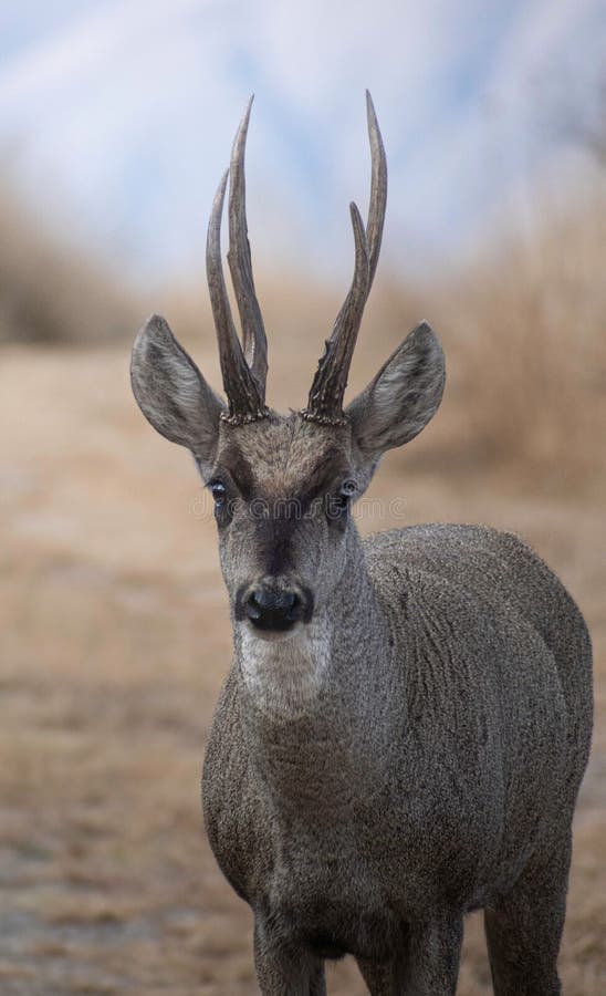 Vertical Shot of an Antelope Stock Photo - Image of horn, outdoors ...